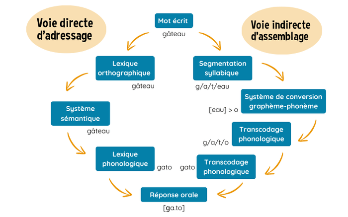 Définition de la dyslexie, la dysorthographie et la dyscalculie